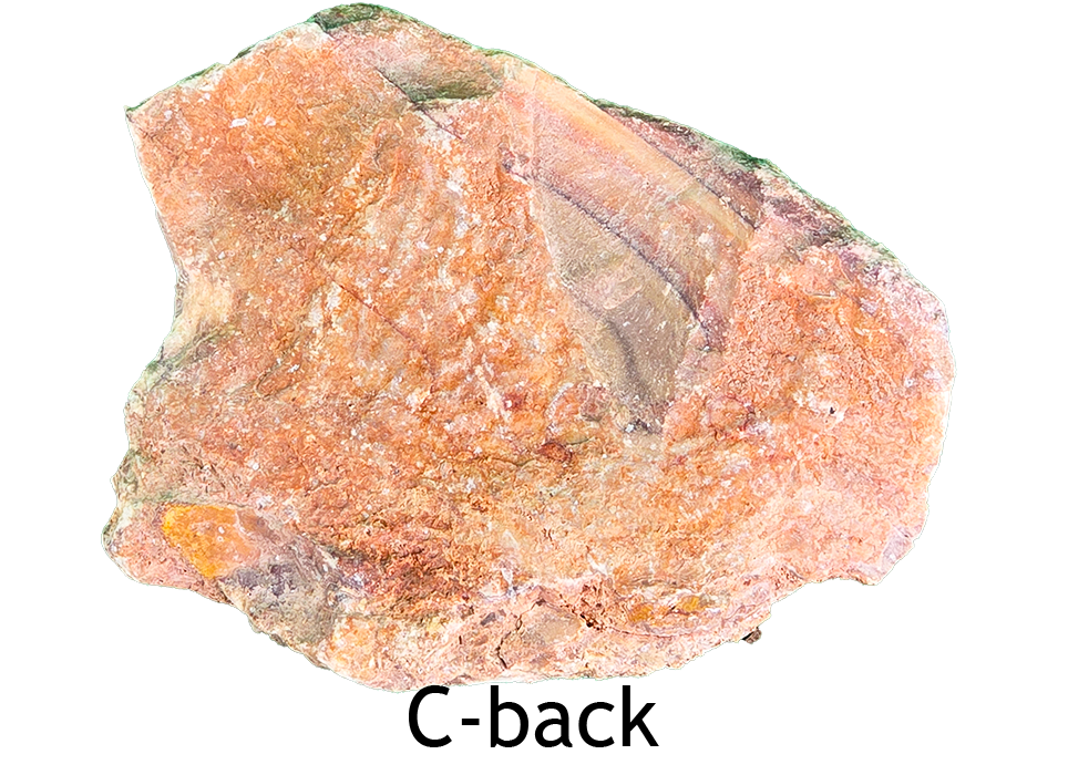 Wave Dolomite Polished Slabs - Southwest Crystals